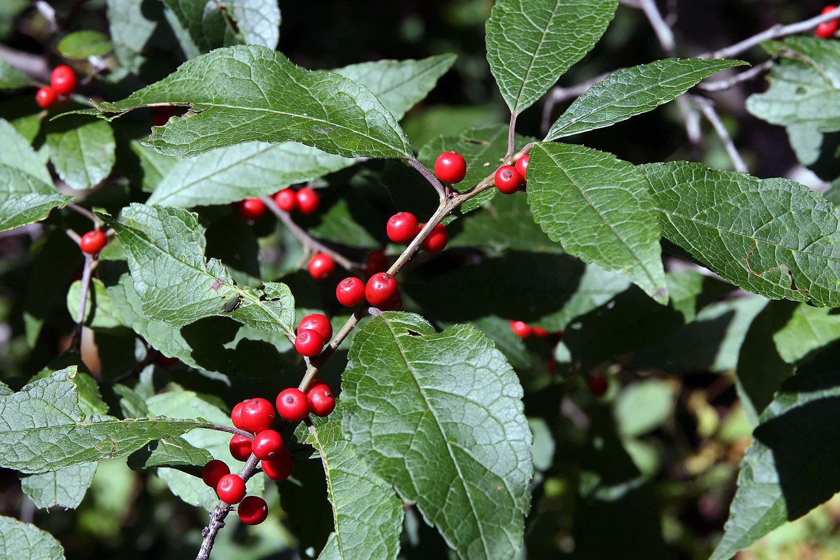 Winterberry | Seneca Conservation District