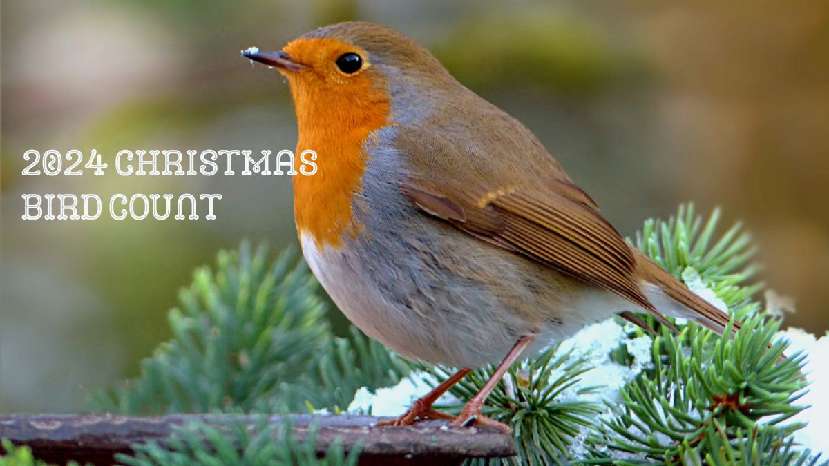 Christmas Bird Count 2024 | Seneca Conservation District