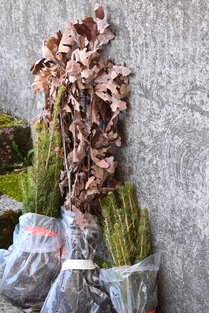 Annual Tree Sale Underway | Seneca Conservation District